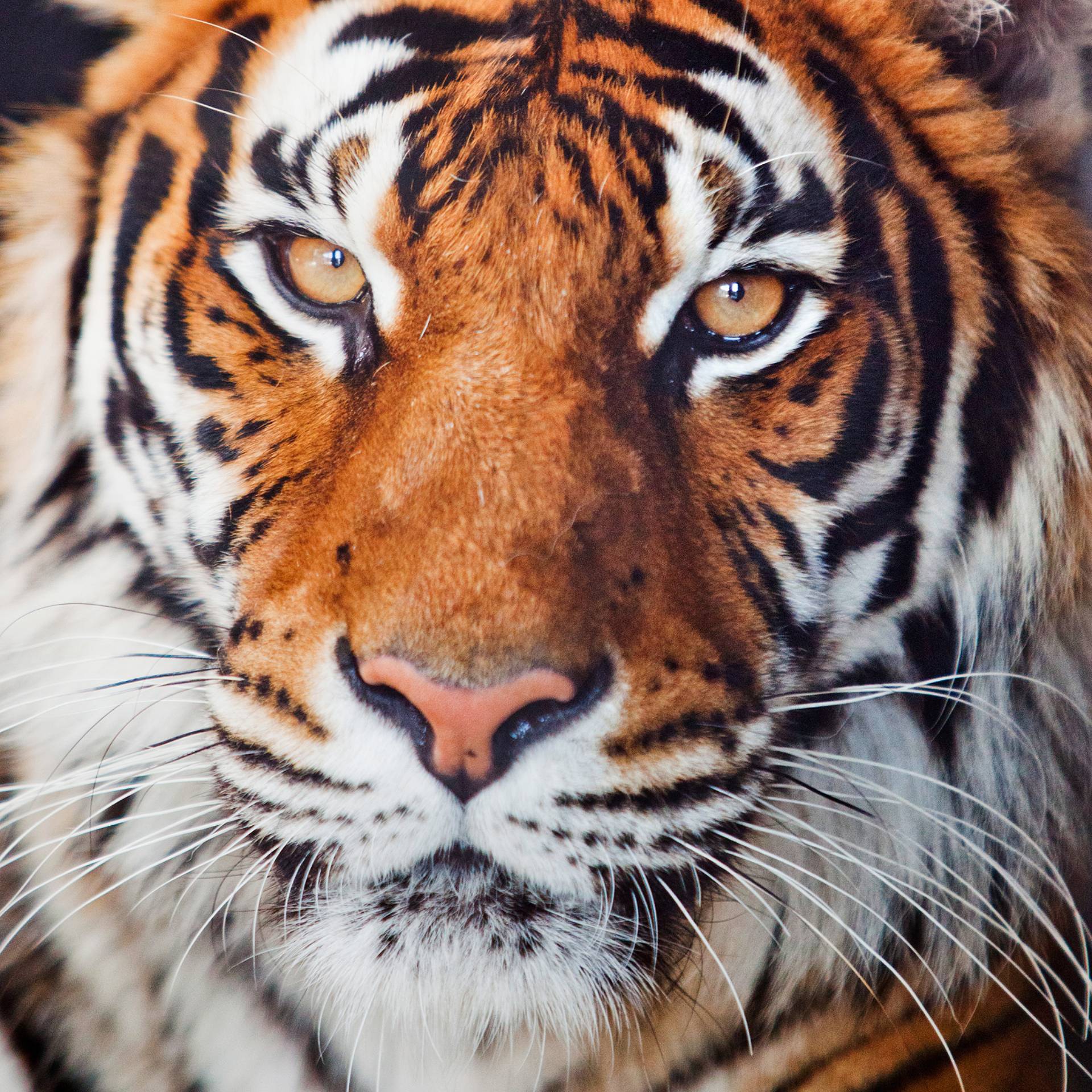 Wissenswertes über Tiger - AAP Deutsch