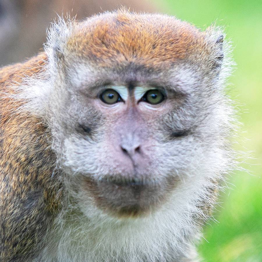 Wissenswertes über Javaneraffen - AAP Deutsch