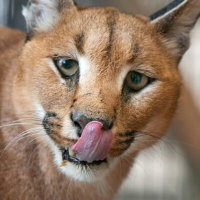 Wissenswertes über Karakale - AAP Deutsch