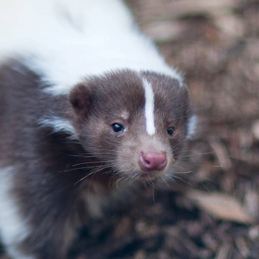 Wissenswertes über Stinktiere - AAP Deutsch