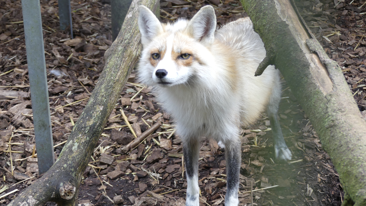 Wissenswertes über Silberfüchse - AAP Deutsch