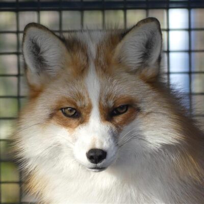 Wissenswertes über Silberfüchse - AAP Deutsch