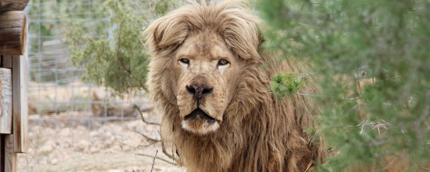 Alter Löwe Bryan zum ersten Mal im Außengehege - AAP Deutsch